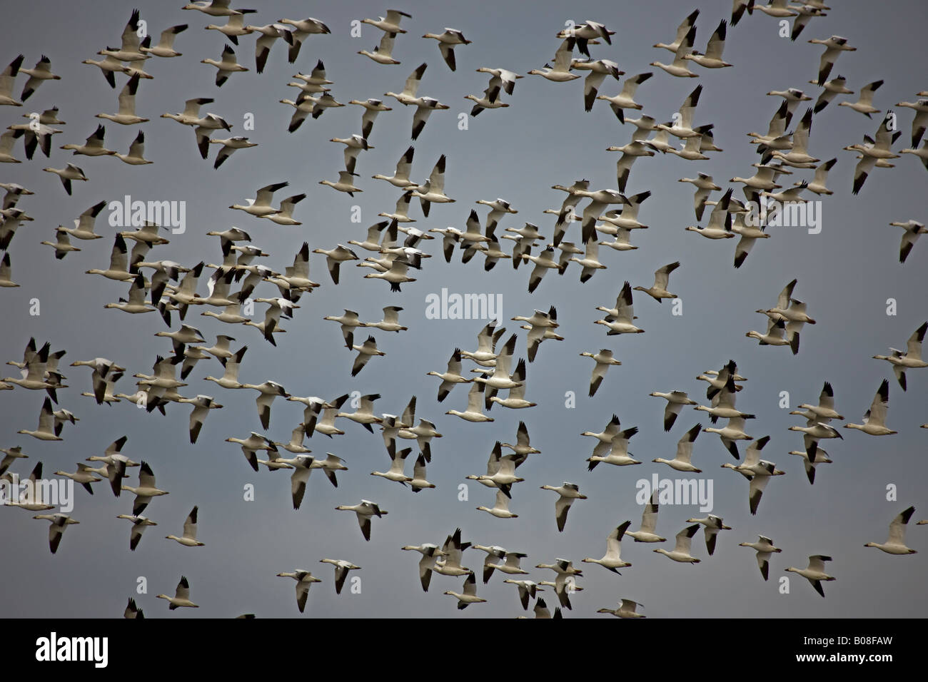 Snow Geese (Chen caerulescens) Flock flying Stock Photo - Alamy