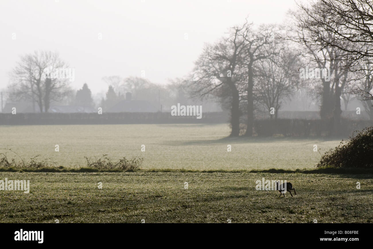 Farm fields in early morning light Stock Photo - Alamy