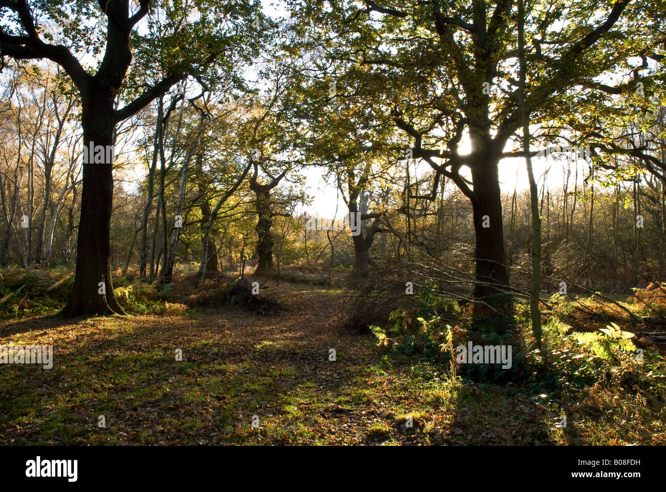 Sherwood forest autumn robin hi-res stock photography and images - Alamy