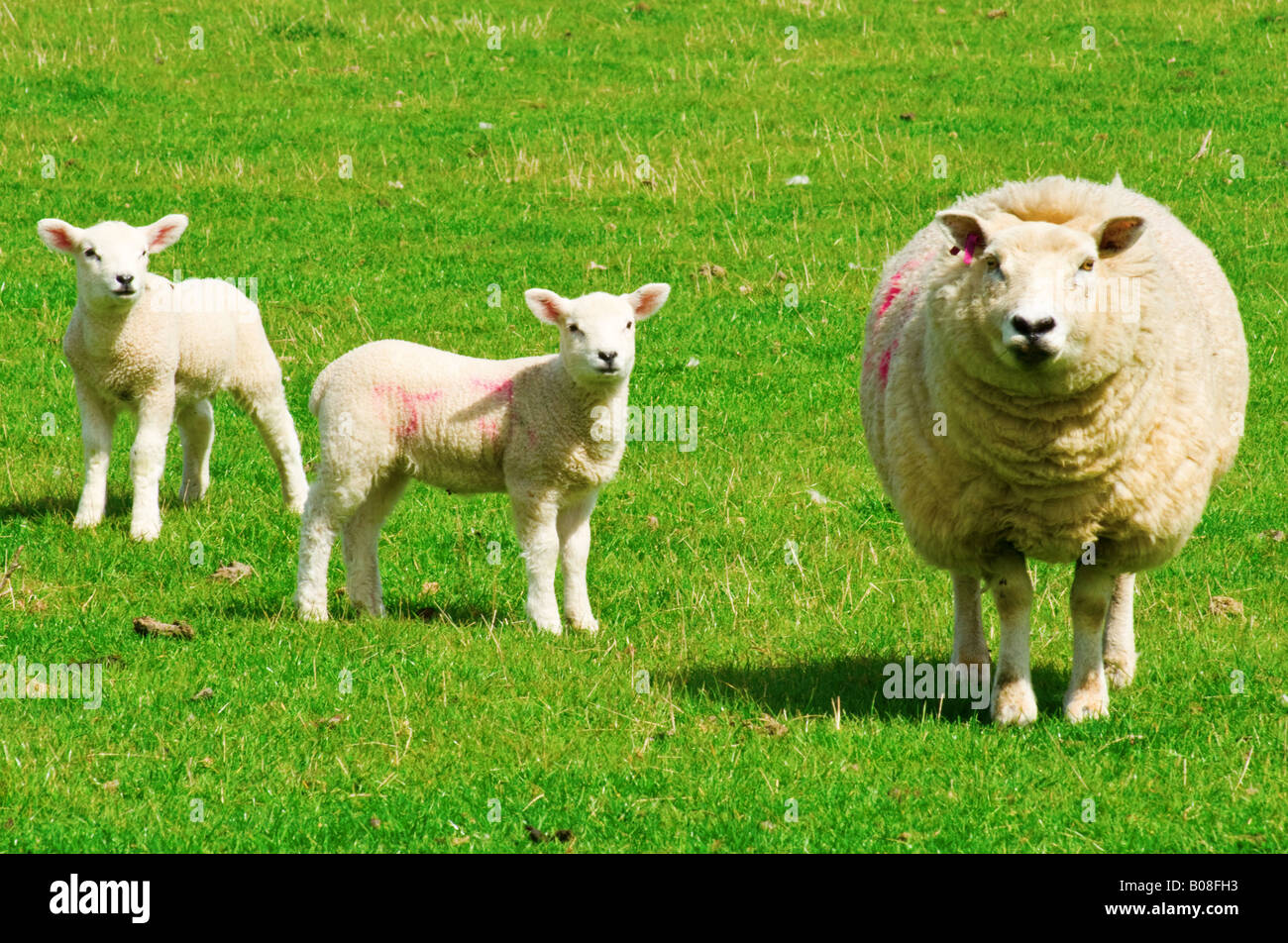 Farmed ewe (2) and lambs Stock Photo - Alamy