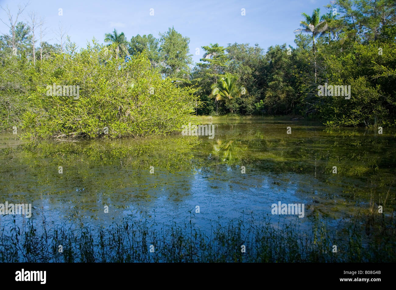 Pond, Belize Zoo, Belize, Central America Stock Photo - Alamy