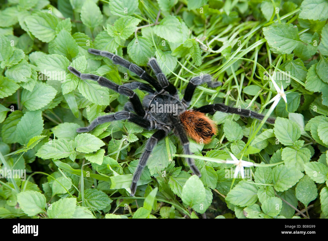 Tarantula (viewed from above), Blue Hole National Park, Belize, Central ...