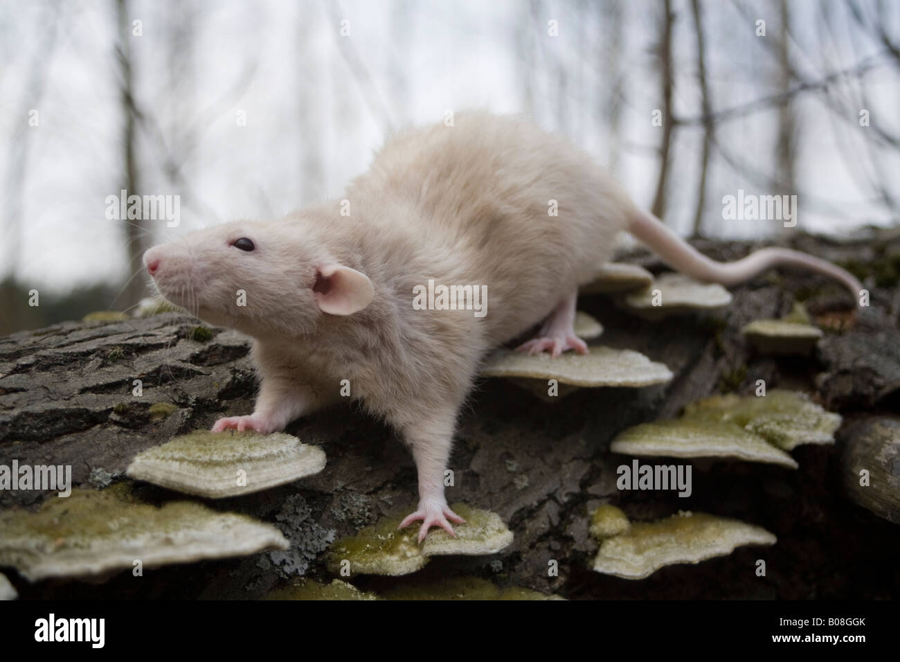 Cute dumbo rat hi-res stock photography and images - Alamy