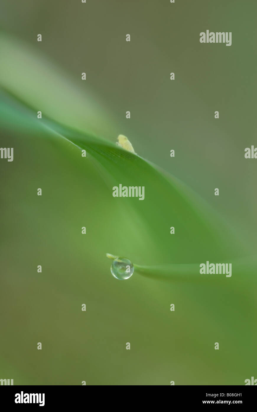 Yellow insect overlooks dew drop on blades of grass Stock Photo - Alamy
