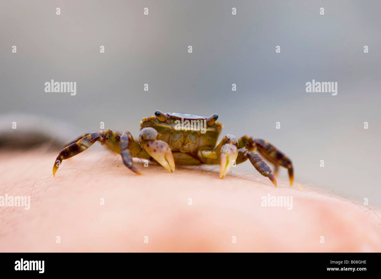 N crab hi-res stock photography and images - Alamy