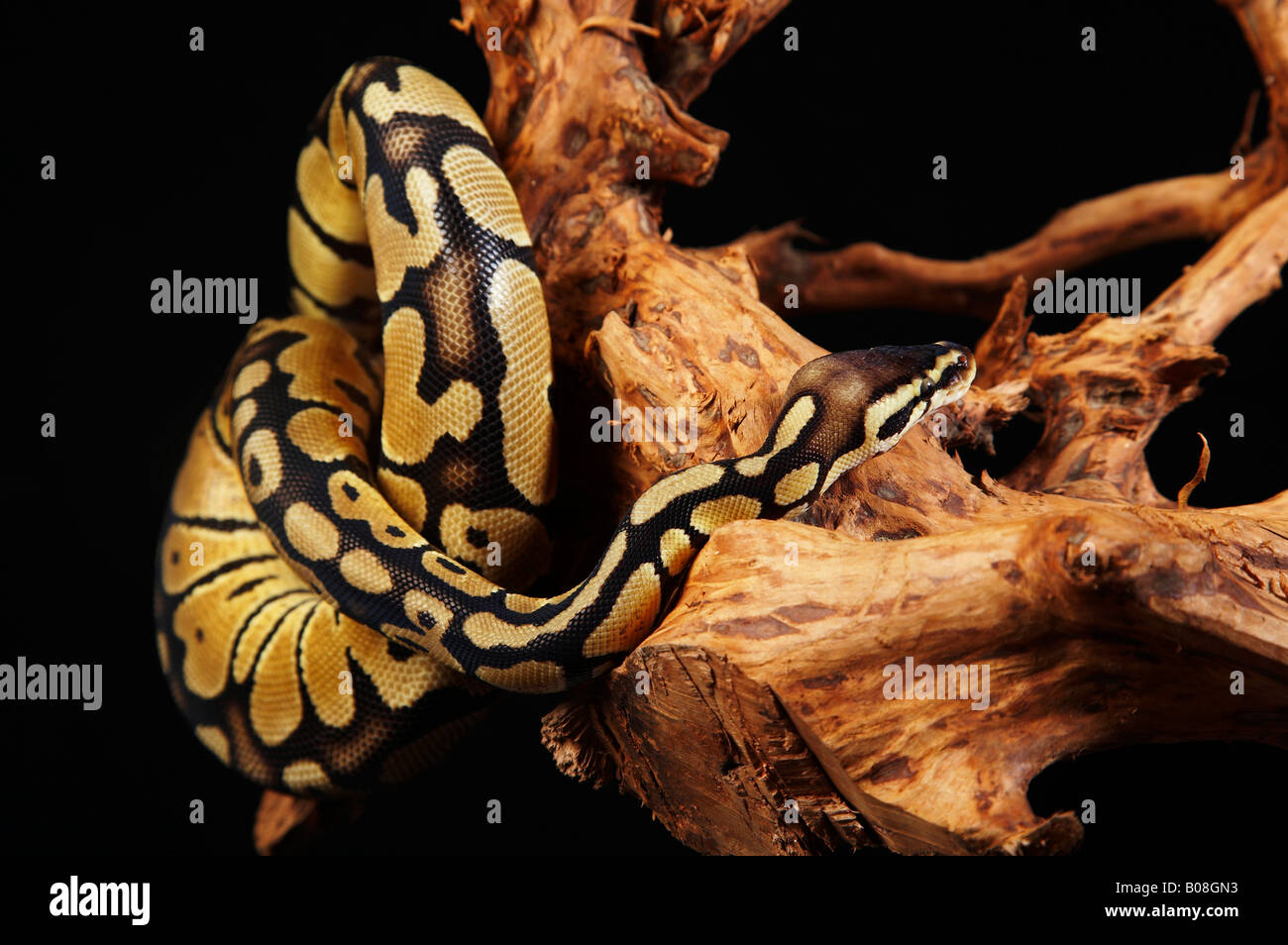Ball python coiled on branch hi-res stock photography and images - Alamy