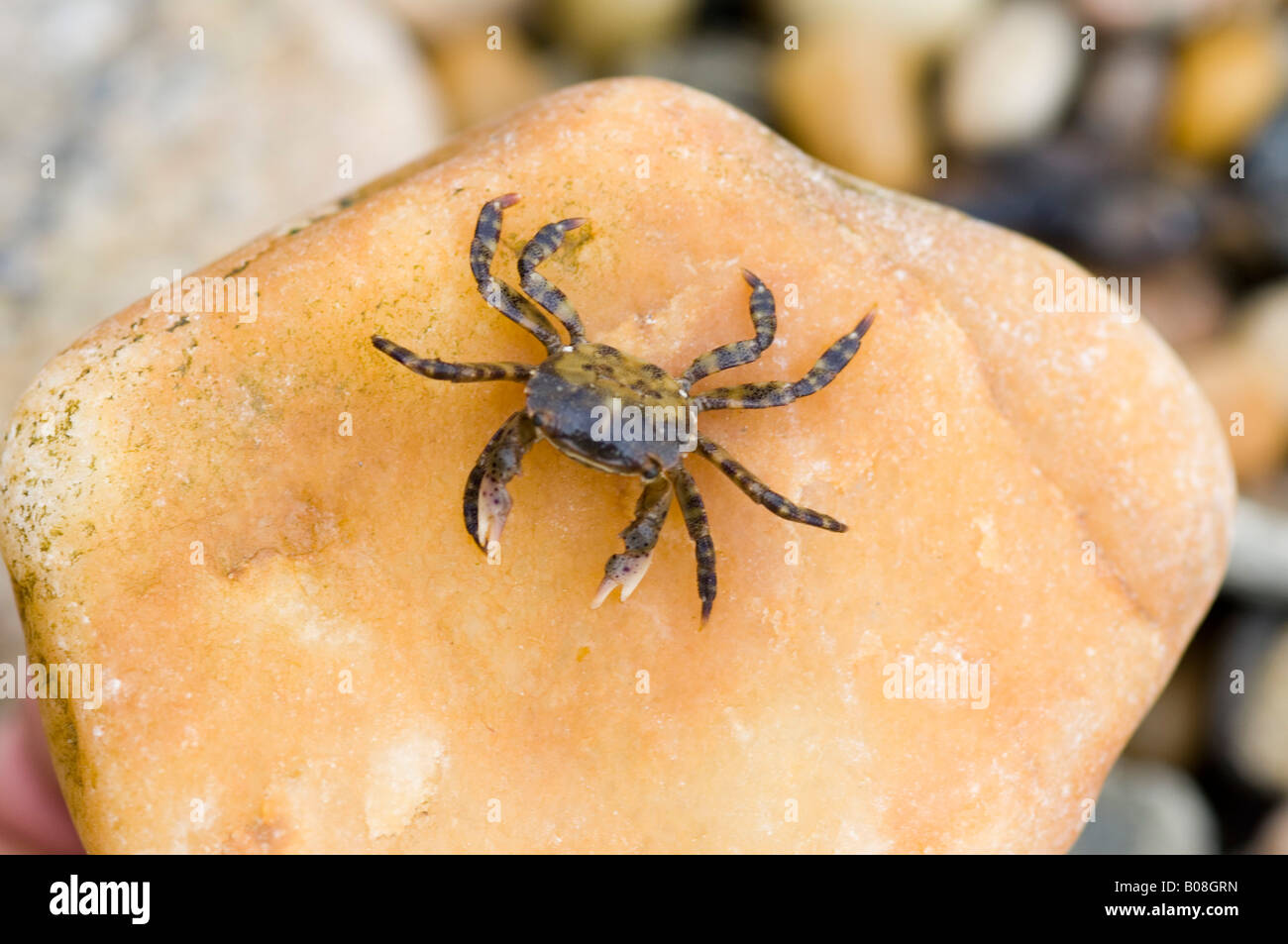 Crab on Rock Stock Photo - Alamy