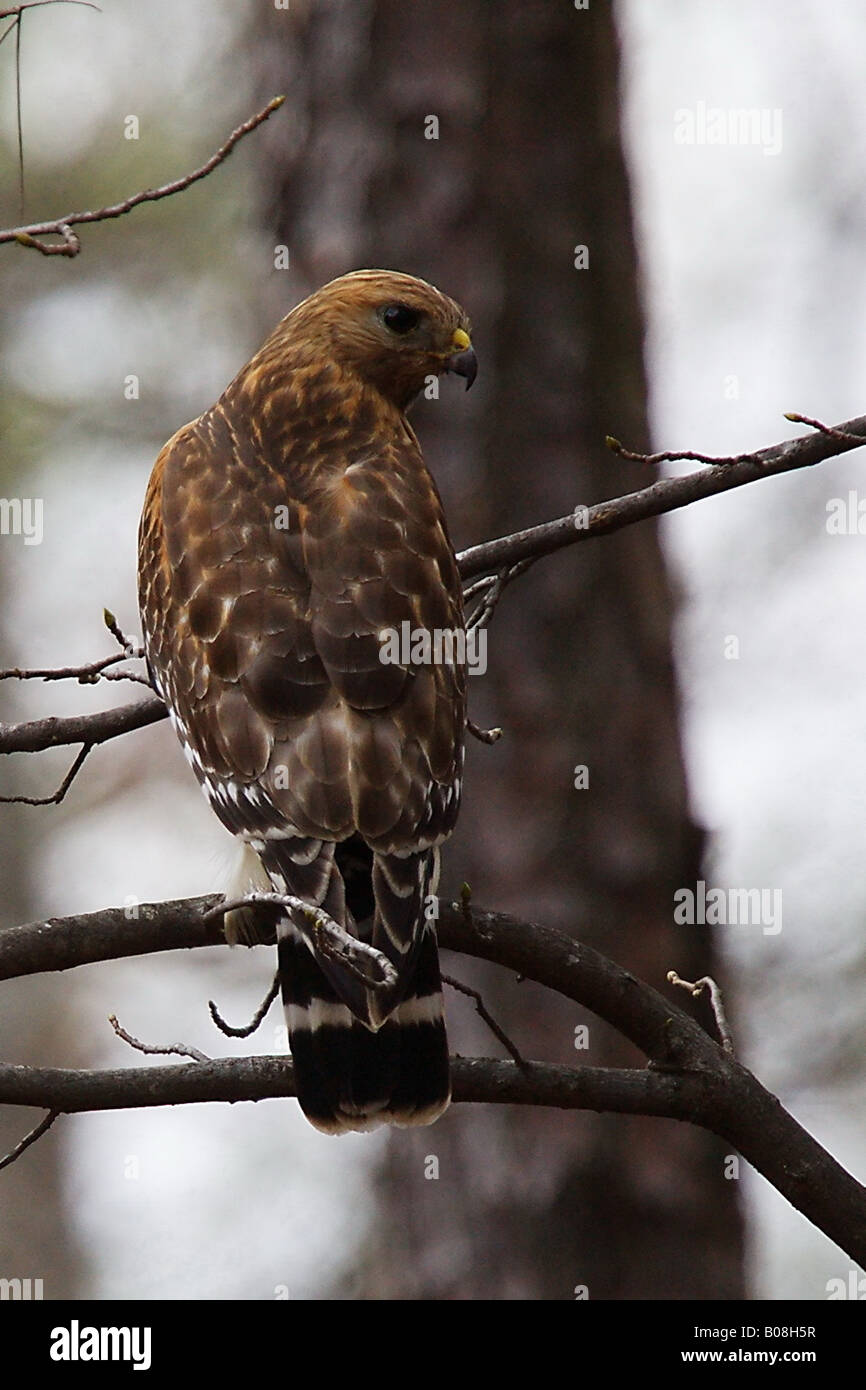 A red shouldered hawk surveys the landscape for prey near Atlanta ...