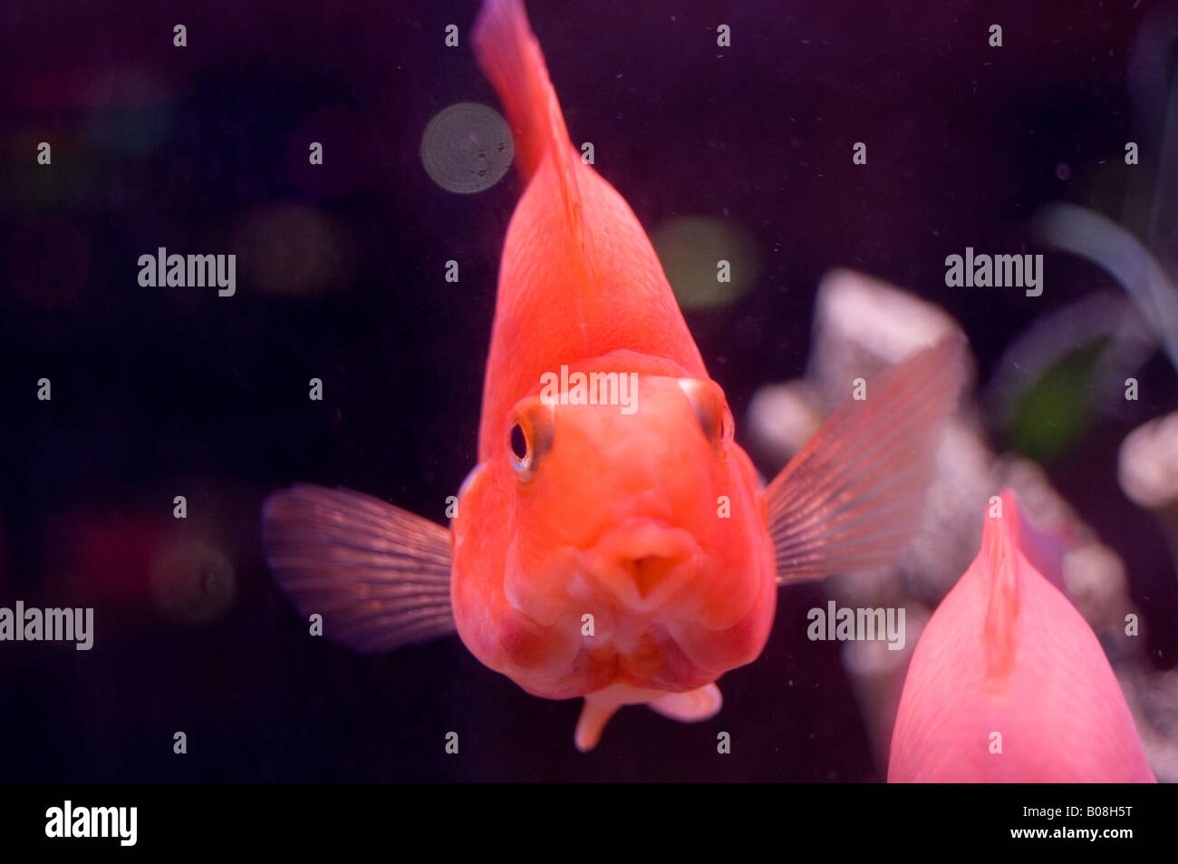 Goldfish hi-res stock photography and images - Alamy