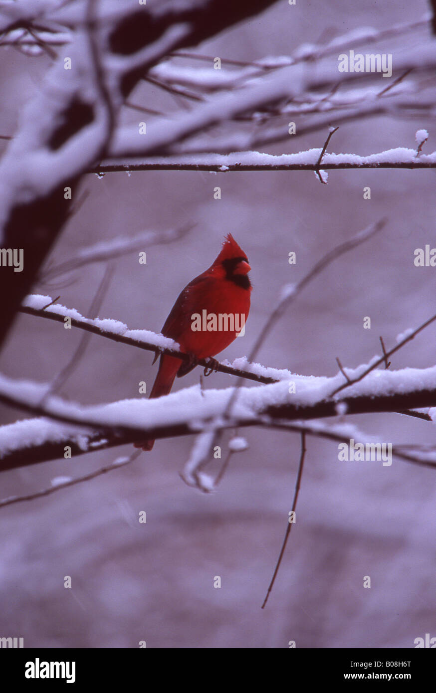 Red cardinal snow hi-res stock photography and images - Alamy