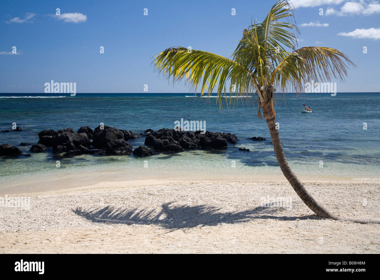Palm tree on beach at Le Victoria Hotel Mauritius Stock Photo - Alamy