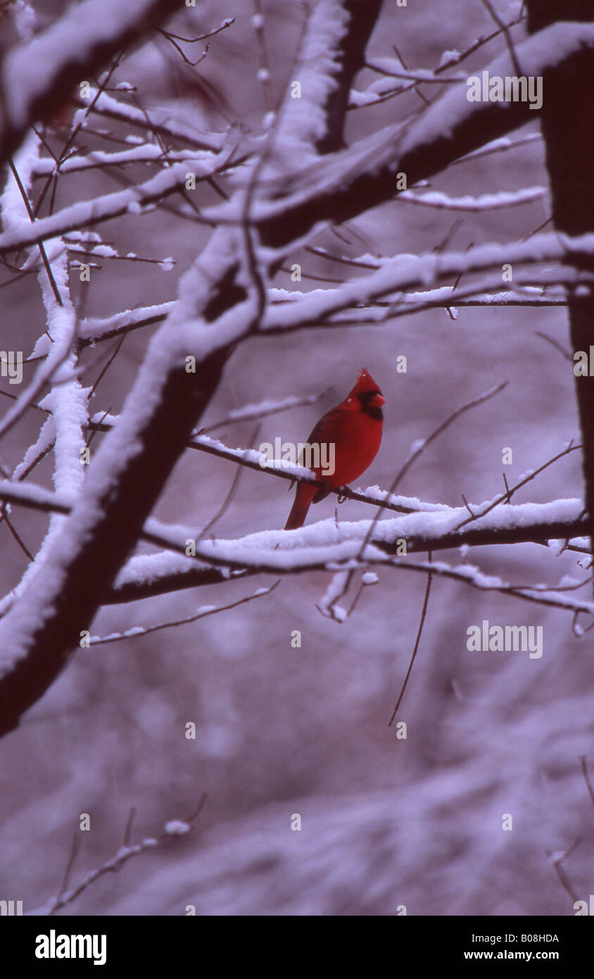 Red cardinal snow hi-res stock photography and images - Alamy