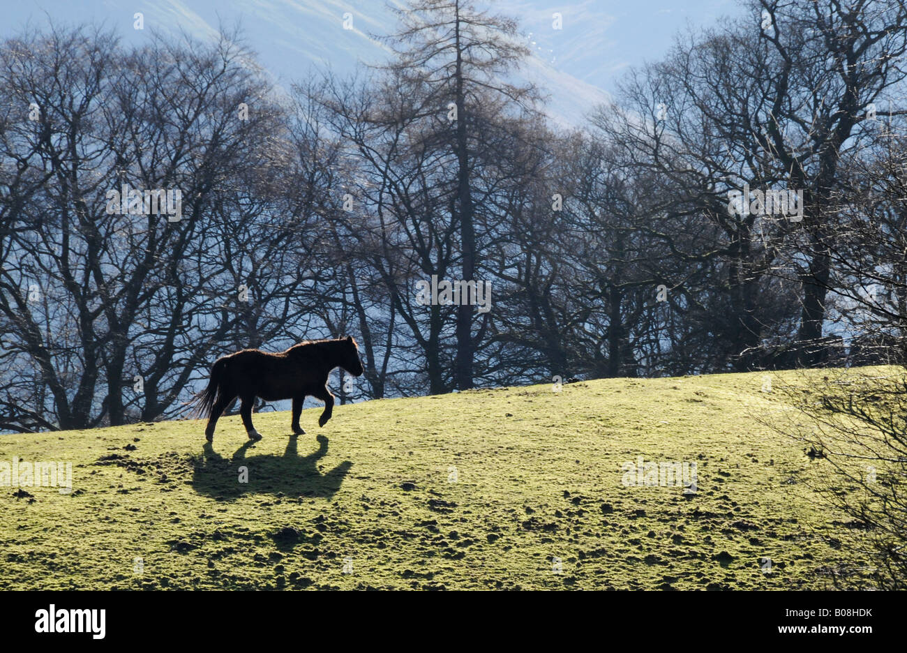 Fell pony hi-res stock photography and images - Alamy