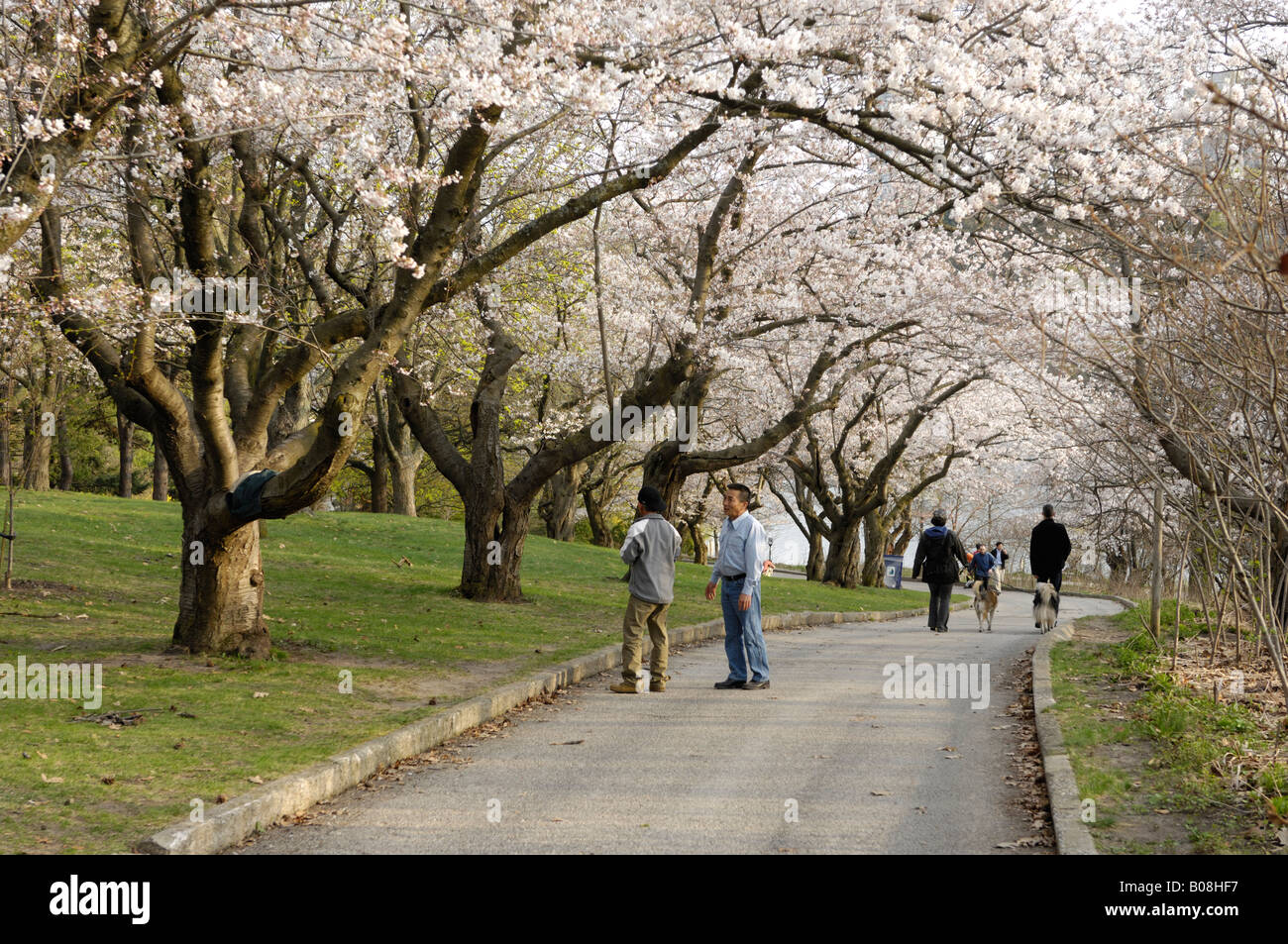 Flowering japanese cherry trees in a park Stock Photo - Alamy