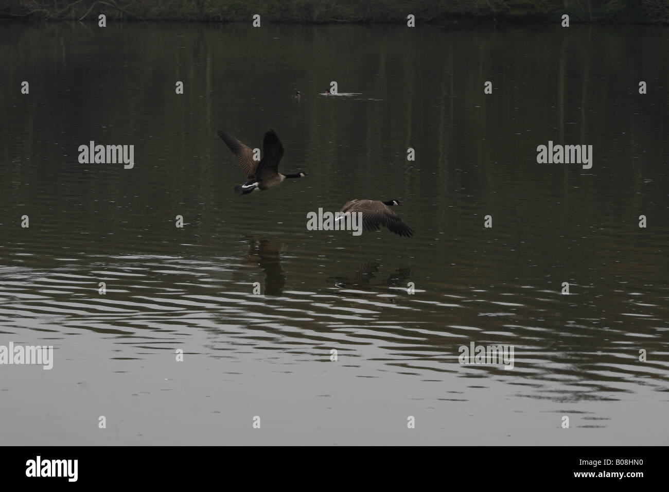 Canada geese flying over water hi-res stock photography and images - Alamy