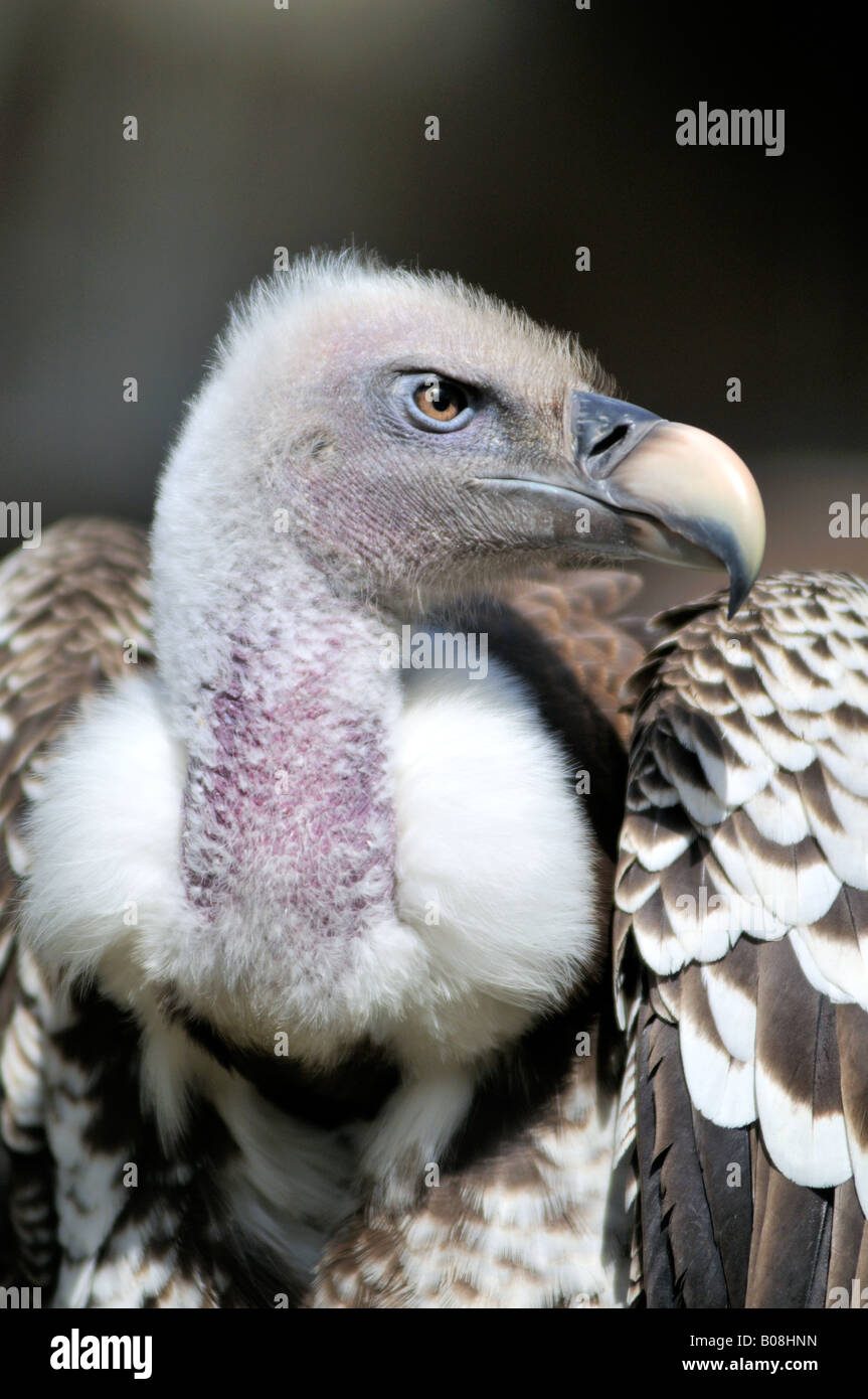 Ruppell's Griffon Vulture Gyps rueppelli Stock Photo - Alamy