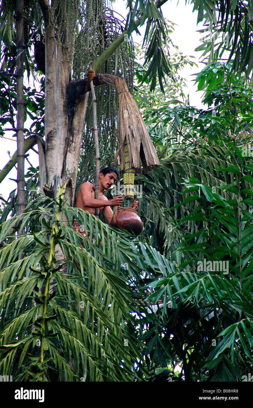 Kallu Chethu (Toddy collection Stock Photo - Alamy
