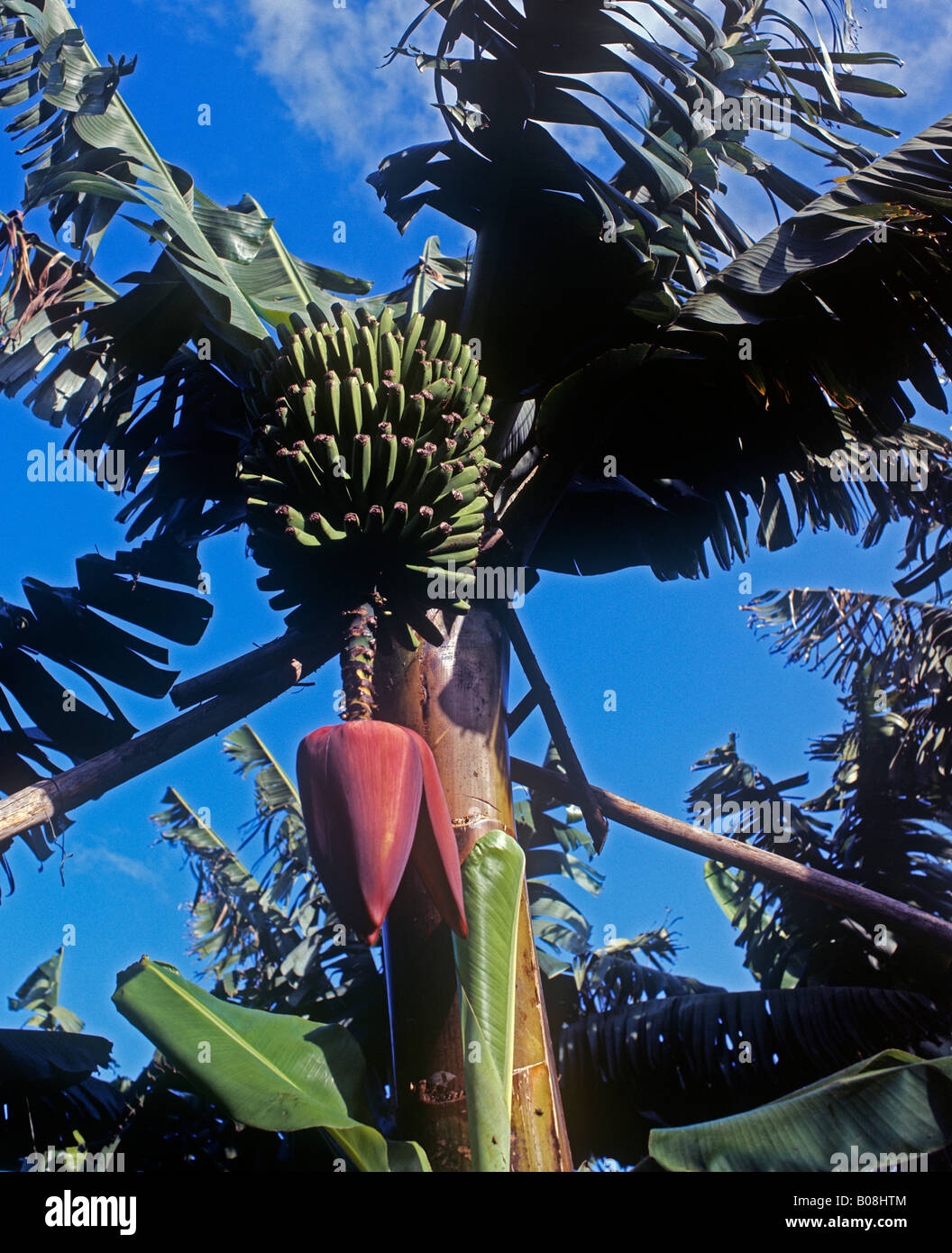 Banana plants look like small scruffy palm trees but produce a ...