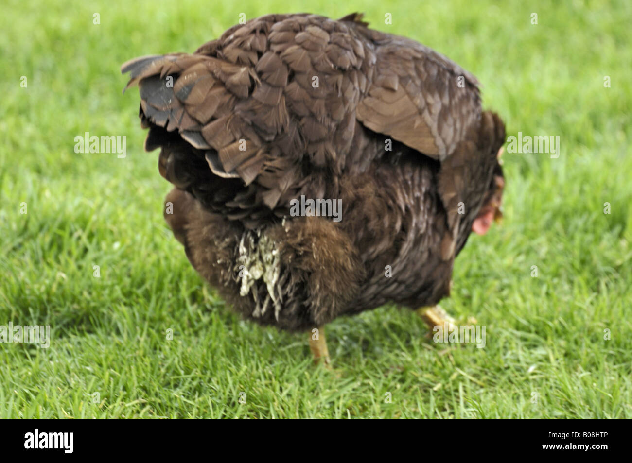 Brown pooey bum free range hen in the farm Stock Photo - Alamy