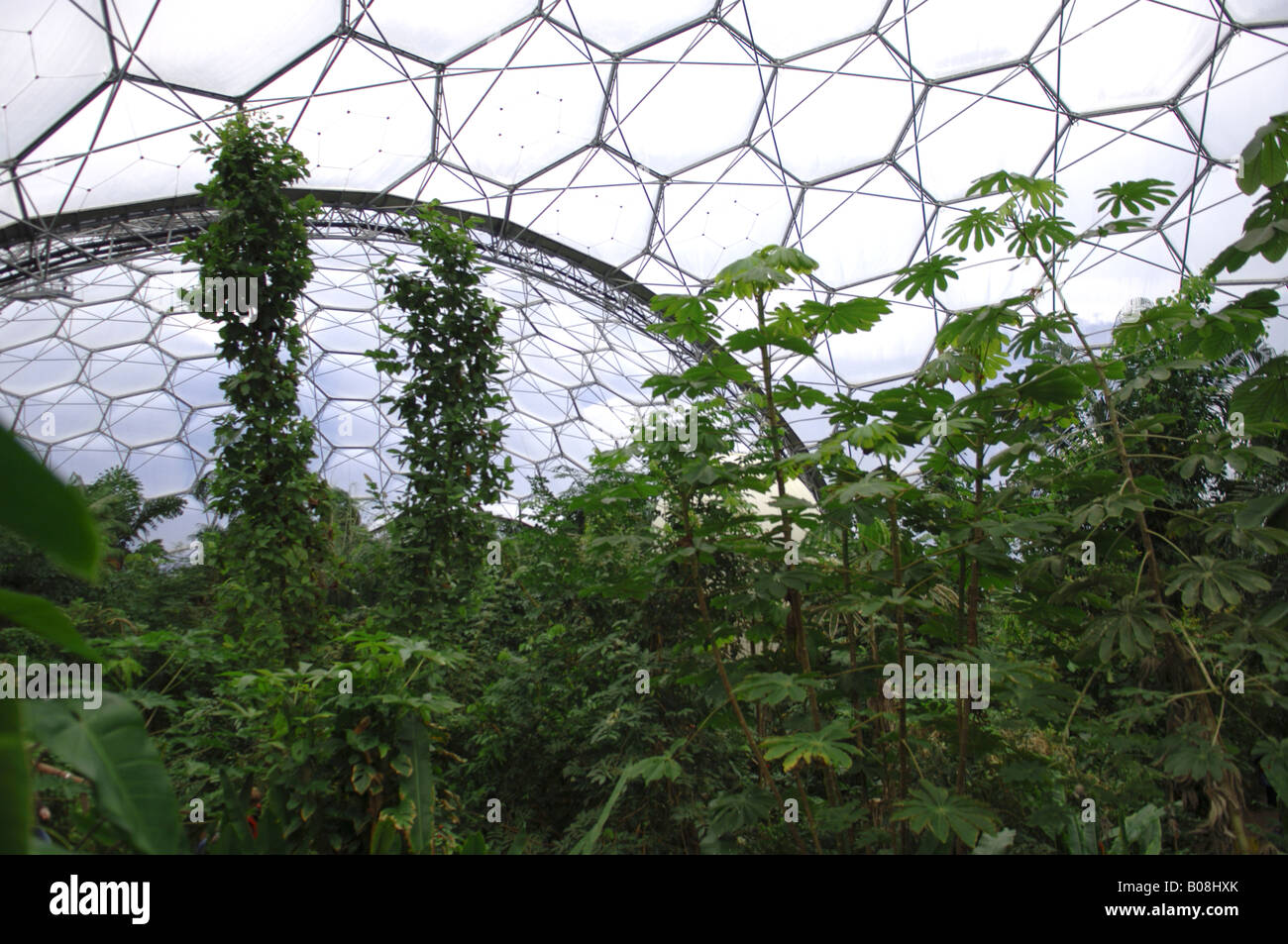 Humid tropics biome in the Eden Project Cornwall England Stock Photo ...