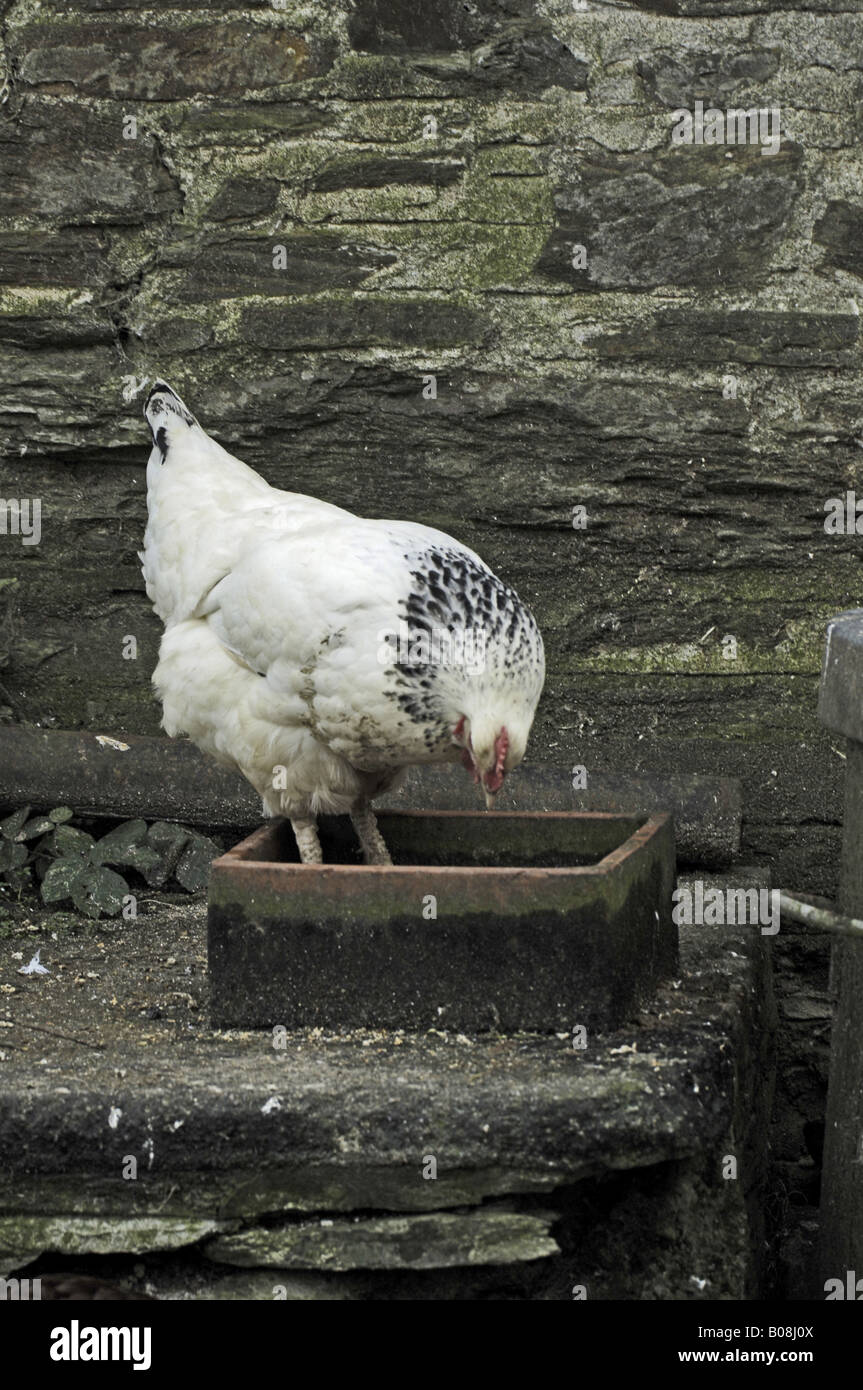 White free range hen eating from inside the food container Stock Photo ...