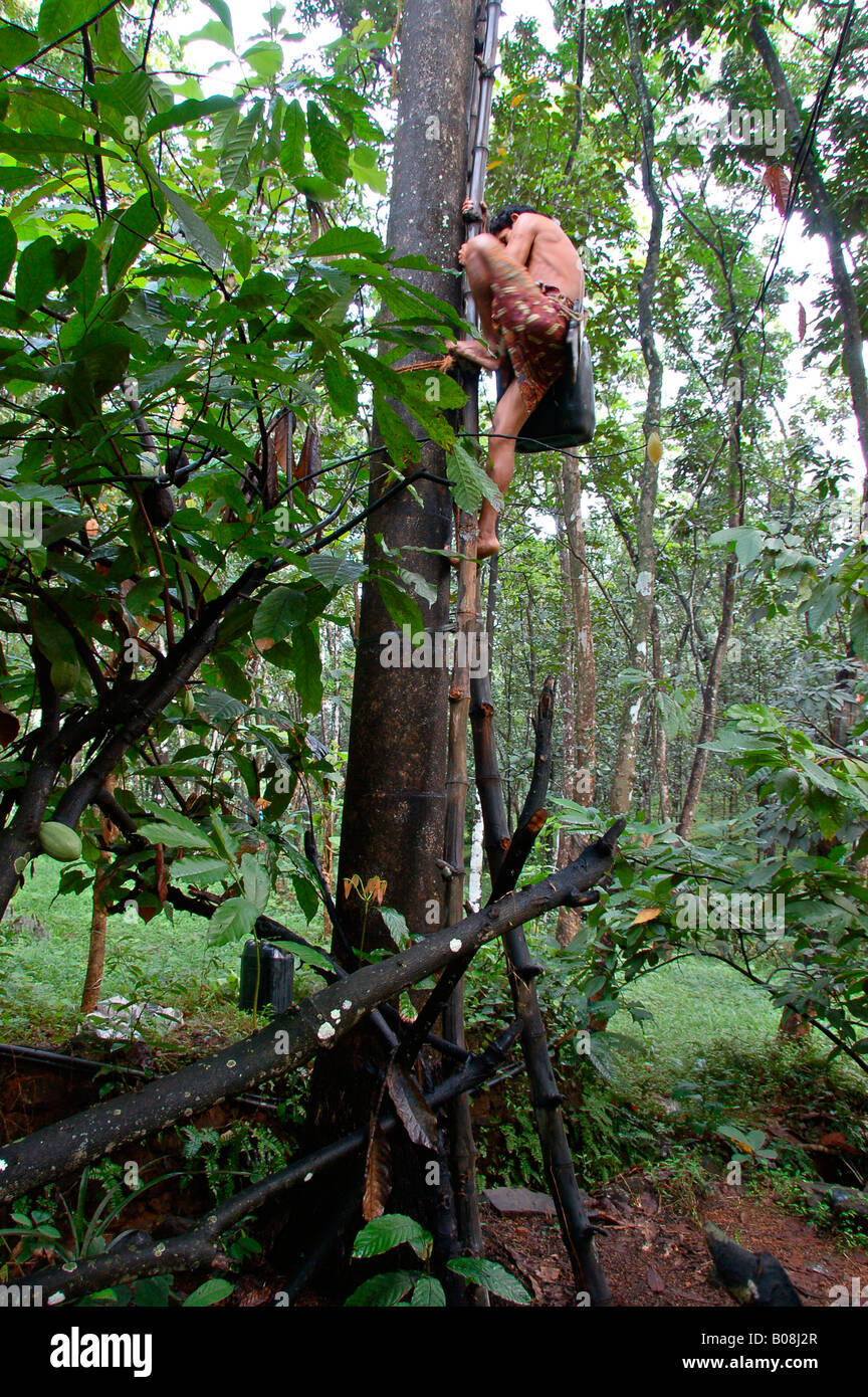 Kallu Chethu (Toddy collection Stock Photo - Alamy