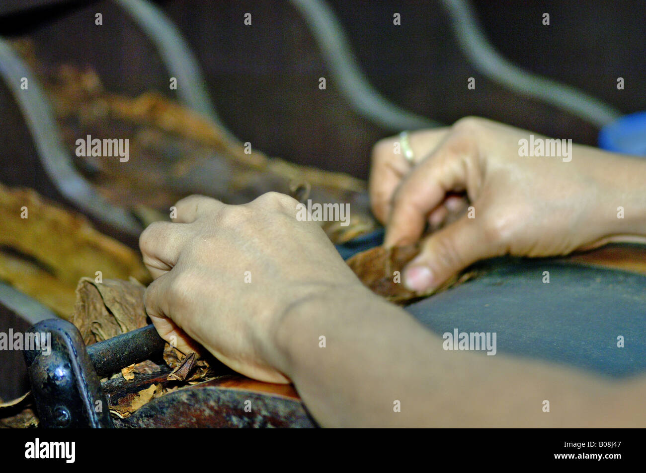 Hand-made cigars factory in Sao Felix city in Bahia, a northeastern ...