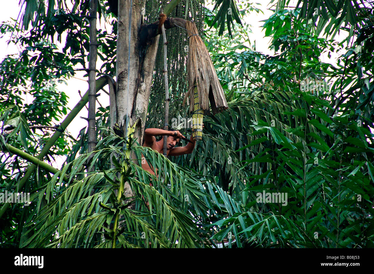 Toddy collection hi-res stock photography and images - Alamy