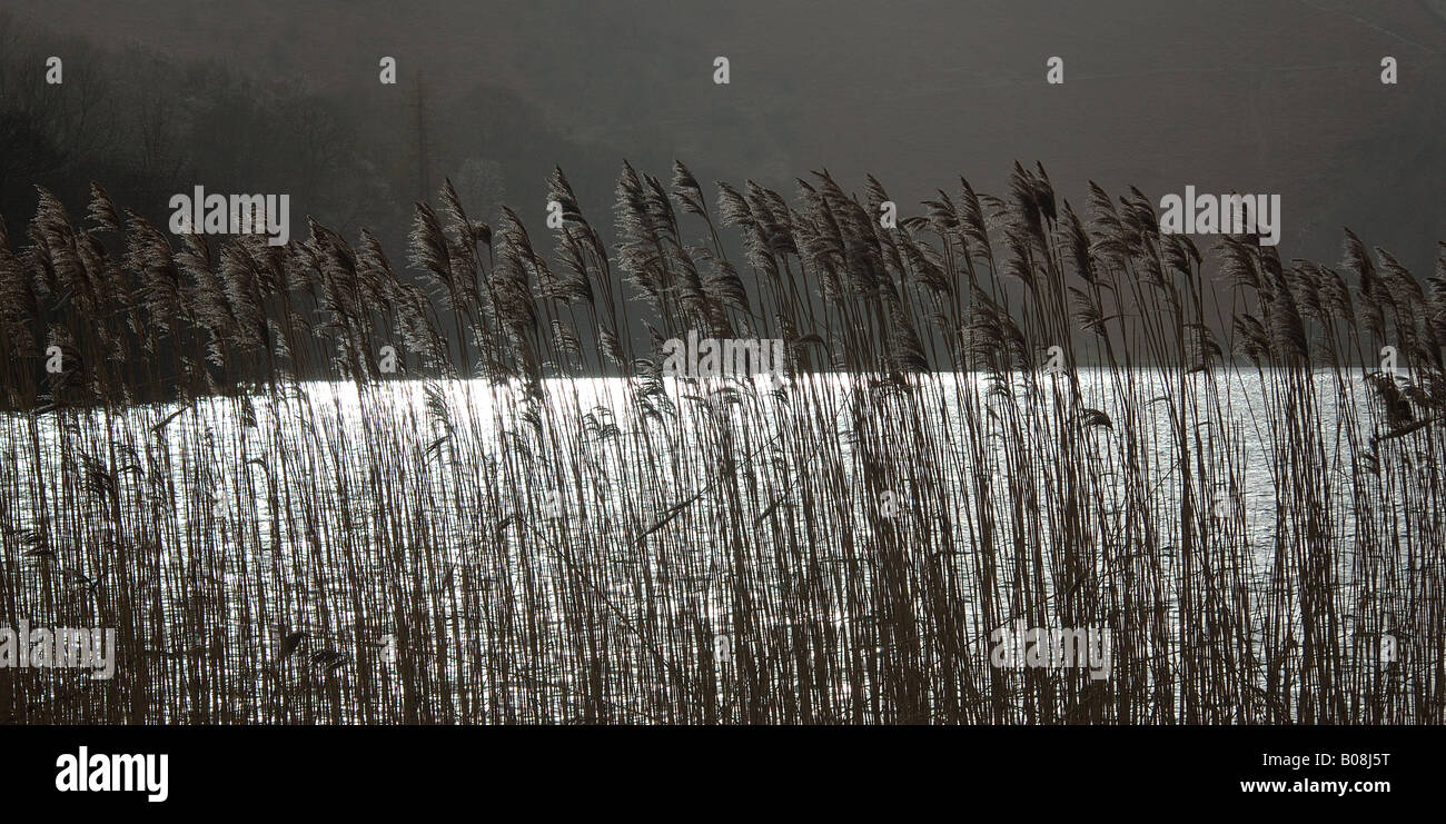 Reeds and lakes hi-res stock photography and images - Alamy