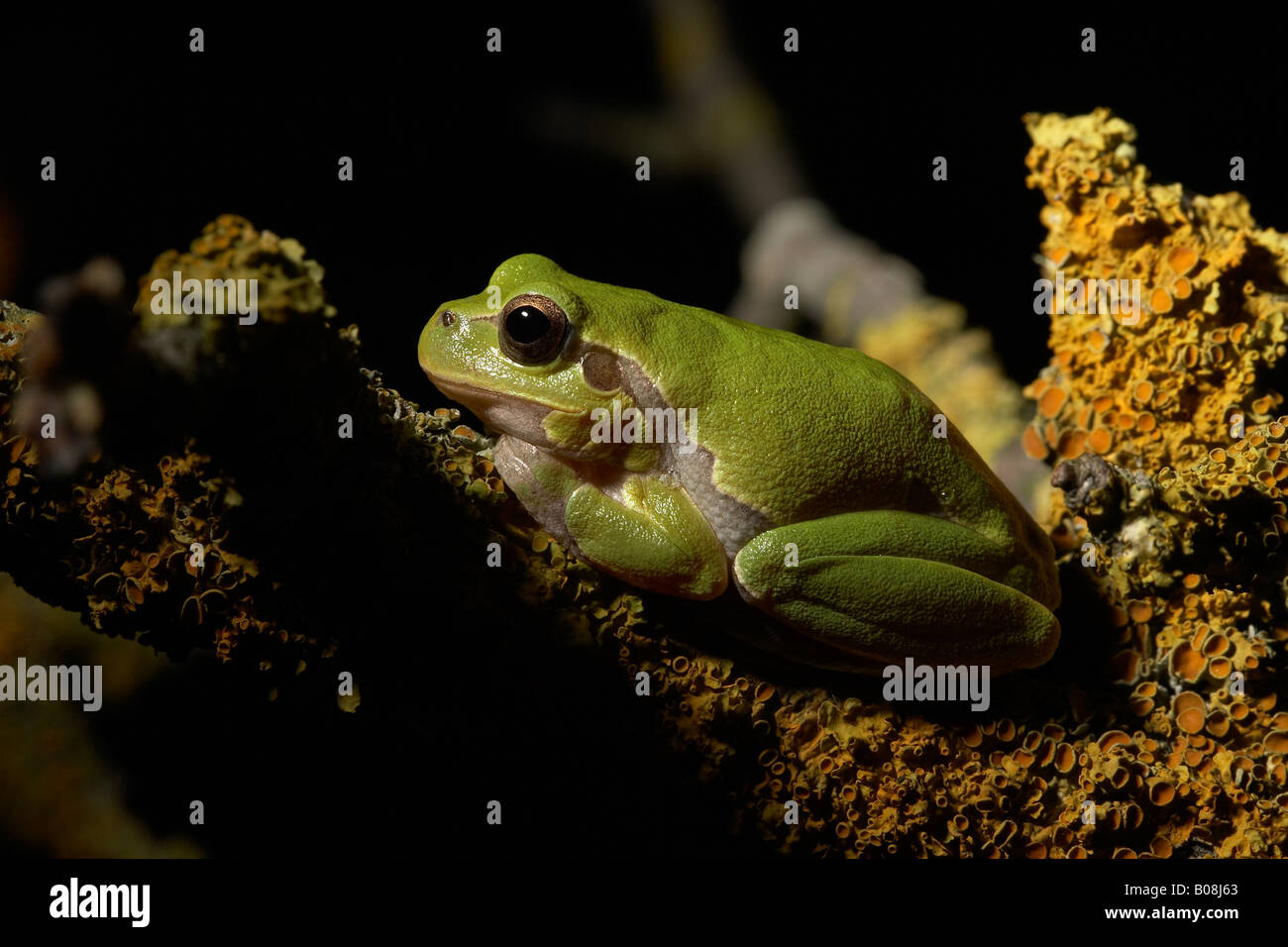 Italian Tree Frog Hyla intermedia Central Italy Stock Photo - Alamy