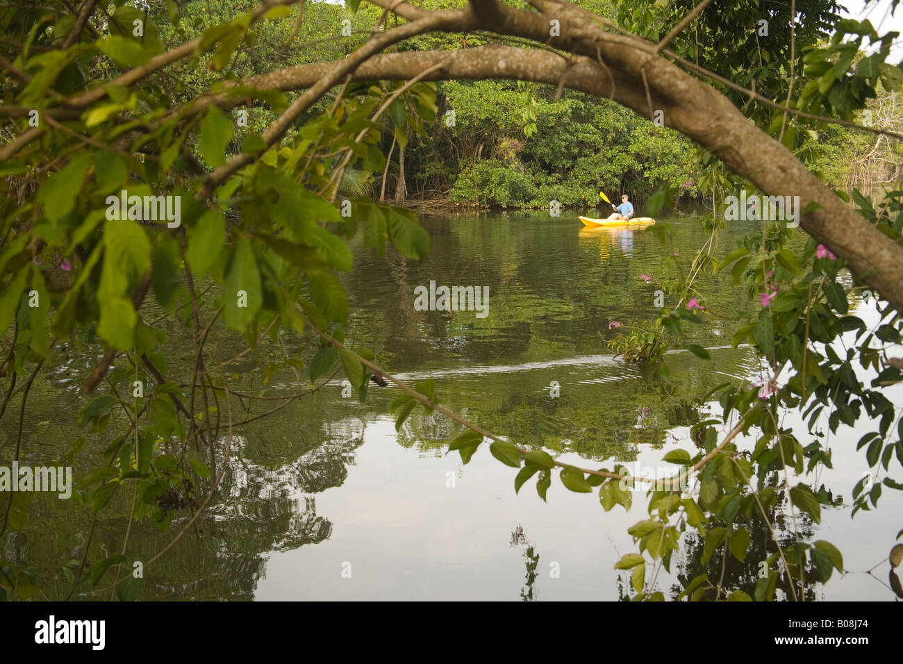 Man kayaking in Settee River, Jaguar Reef Lodge, Hopkins, Stann Creek ...