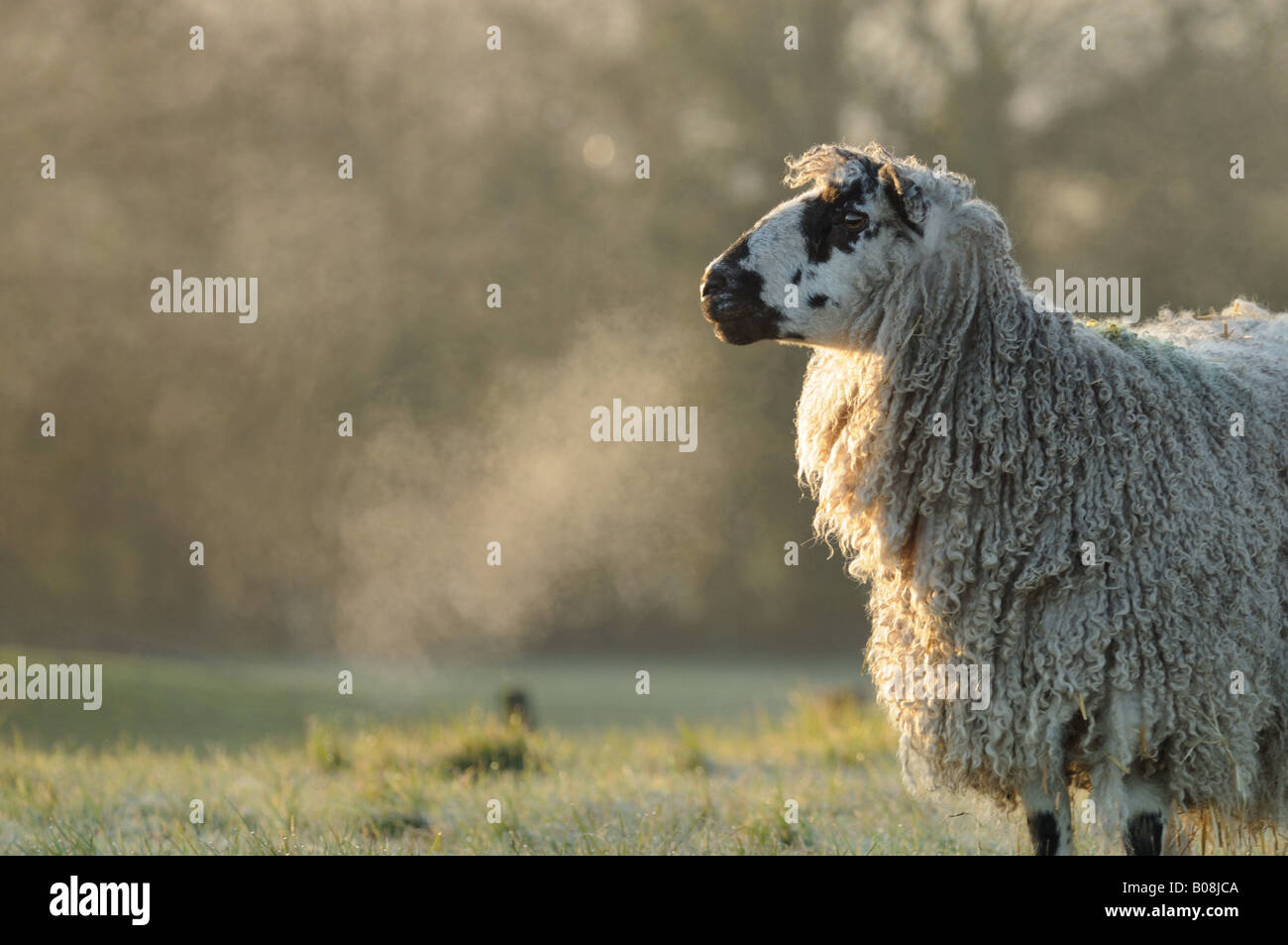 Sheep mist hi-res stock photography and images - Alamy