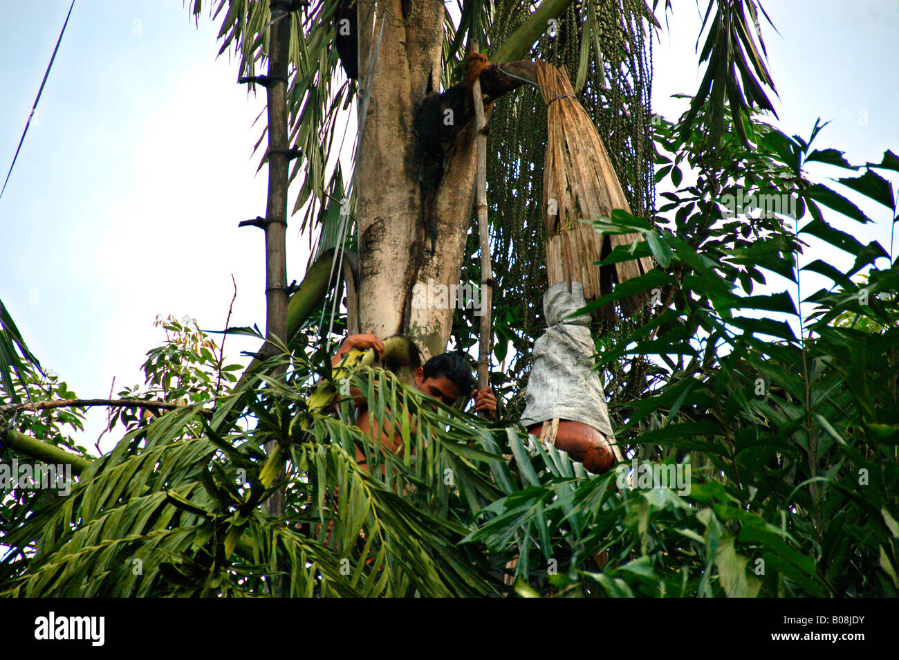 Kallu Chethu (Toddy collection Stock Photo - Alamy