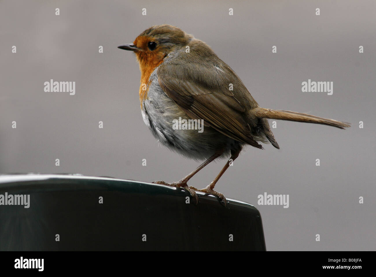 Male robin hi-res stock photography and images - Alamy