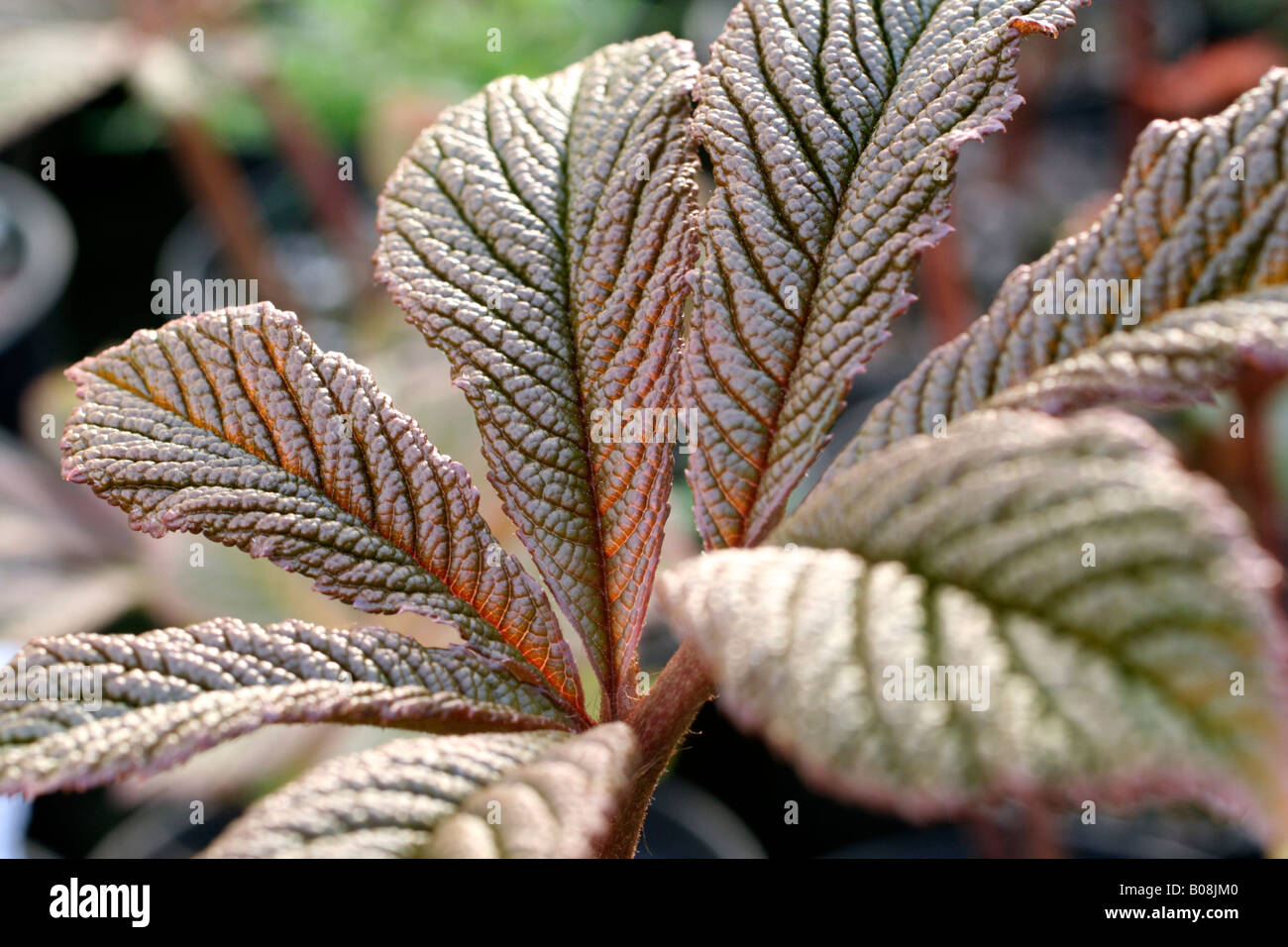 Rodgersia herkules new foliage hercules hi-res stock photography and ...
