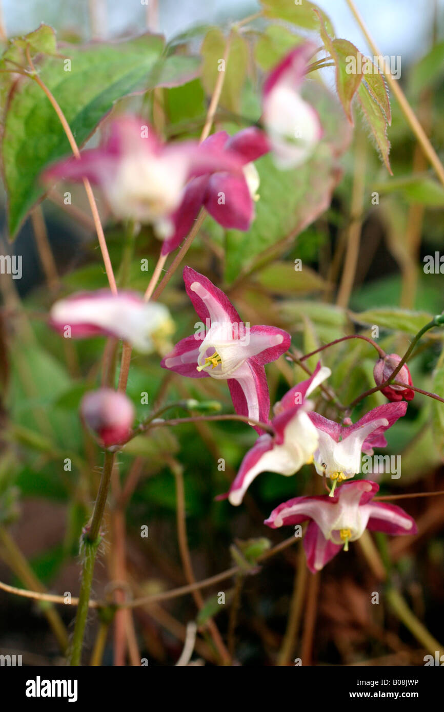 Epimedium rose queen hi-res stock photography and images - Alamy