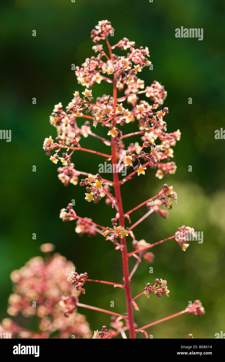 Smoke bush, Cotinus coggygria, flowers Stock Photo - Alamy