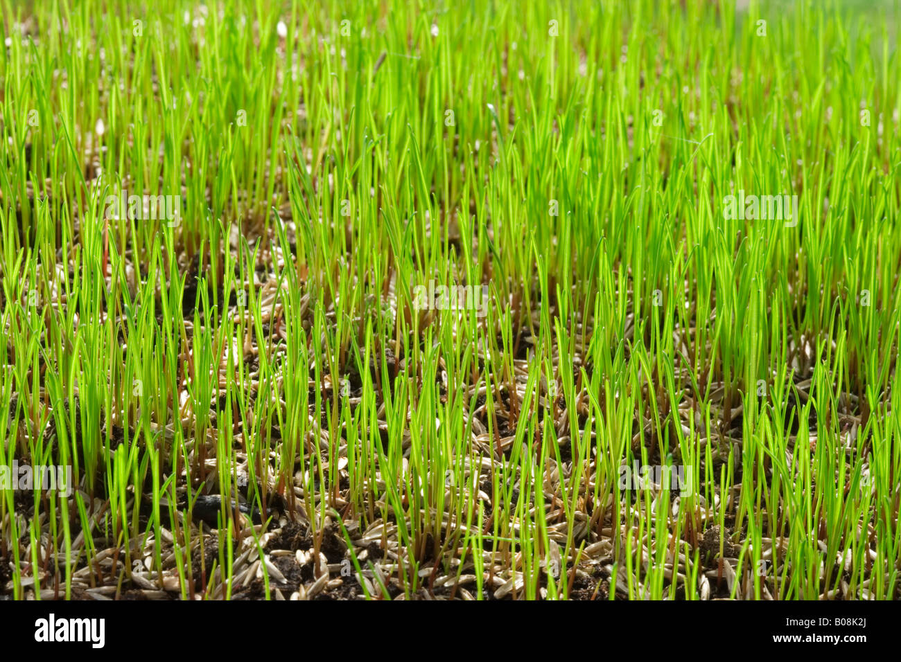 Germinating grass for lawn Stock Photo - Alamy