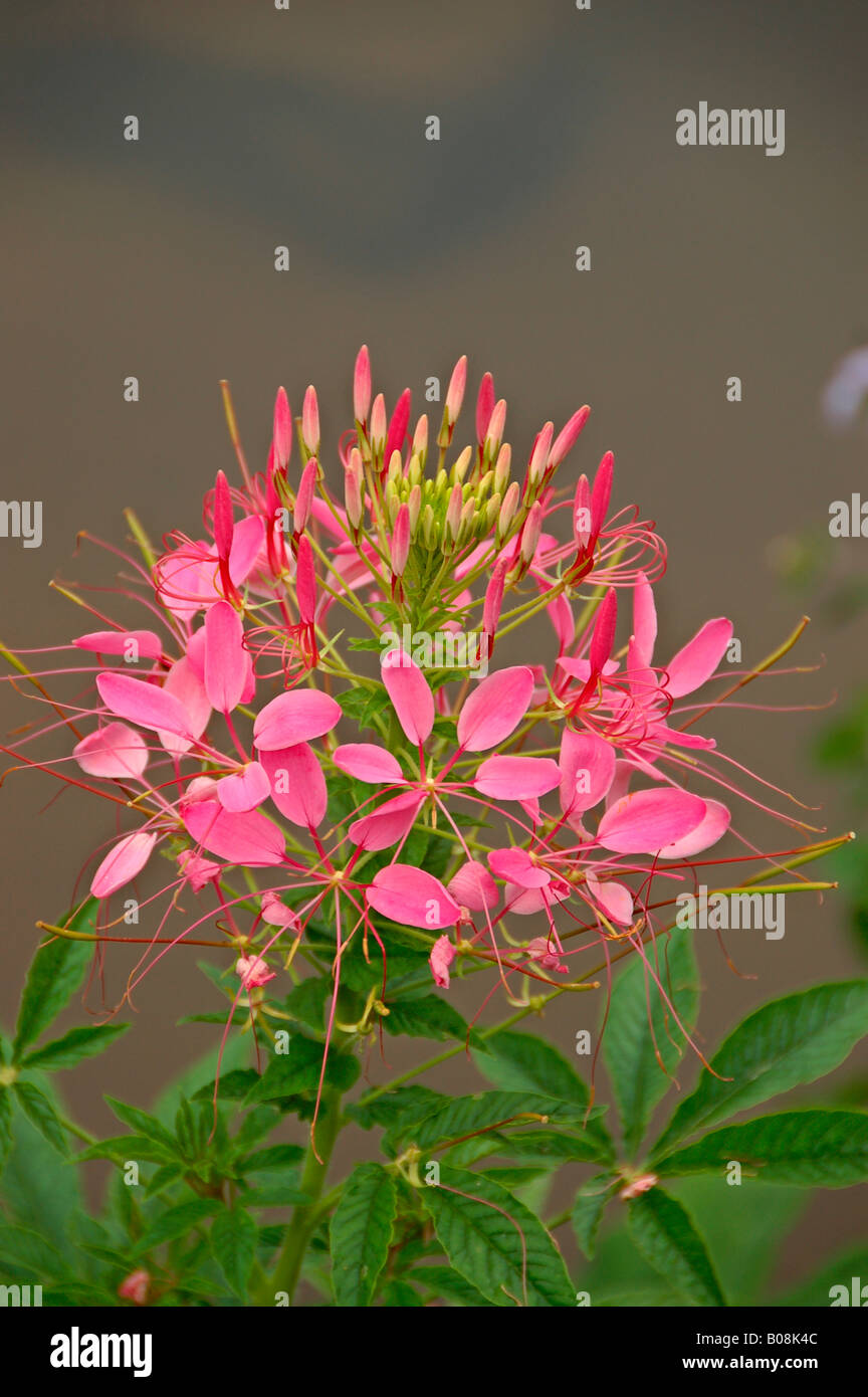 Kallar River High Resolution Stock Photography and Images - Alamy