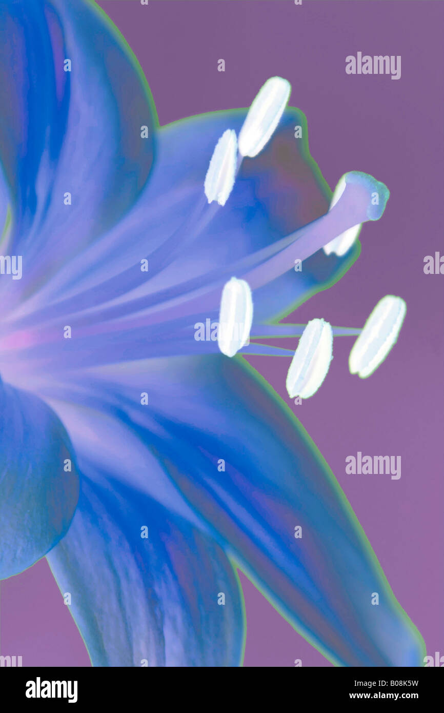 A digitally altered close up image of a single flowering Lilly Stock ...