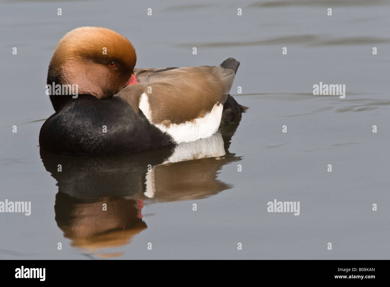 Red crested Pochard (Netta rufina) resting on water Martin Mere ...