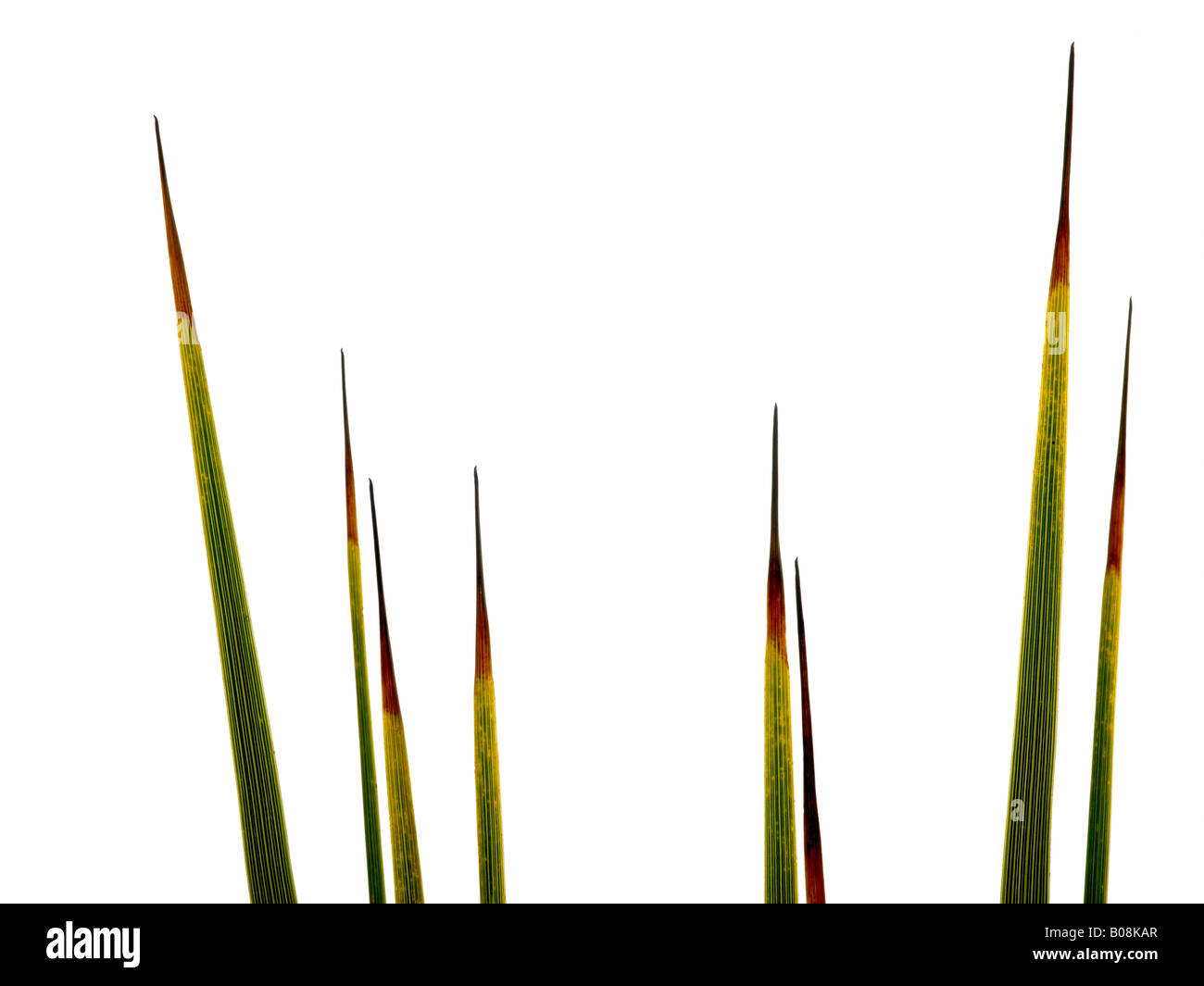 Pattern together Cut Out Stock Images & Pictures - Alamy