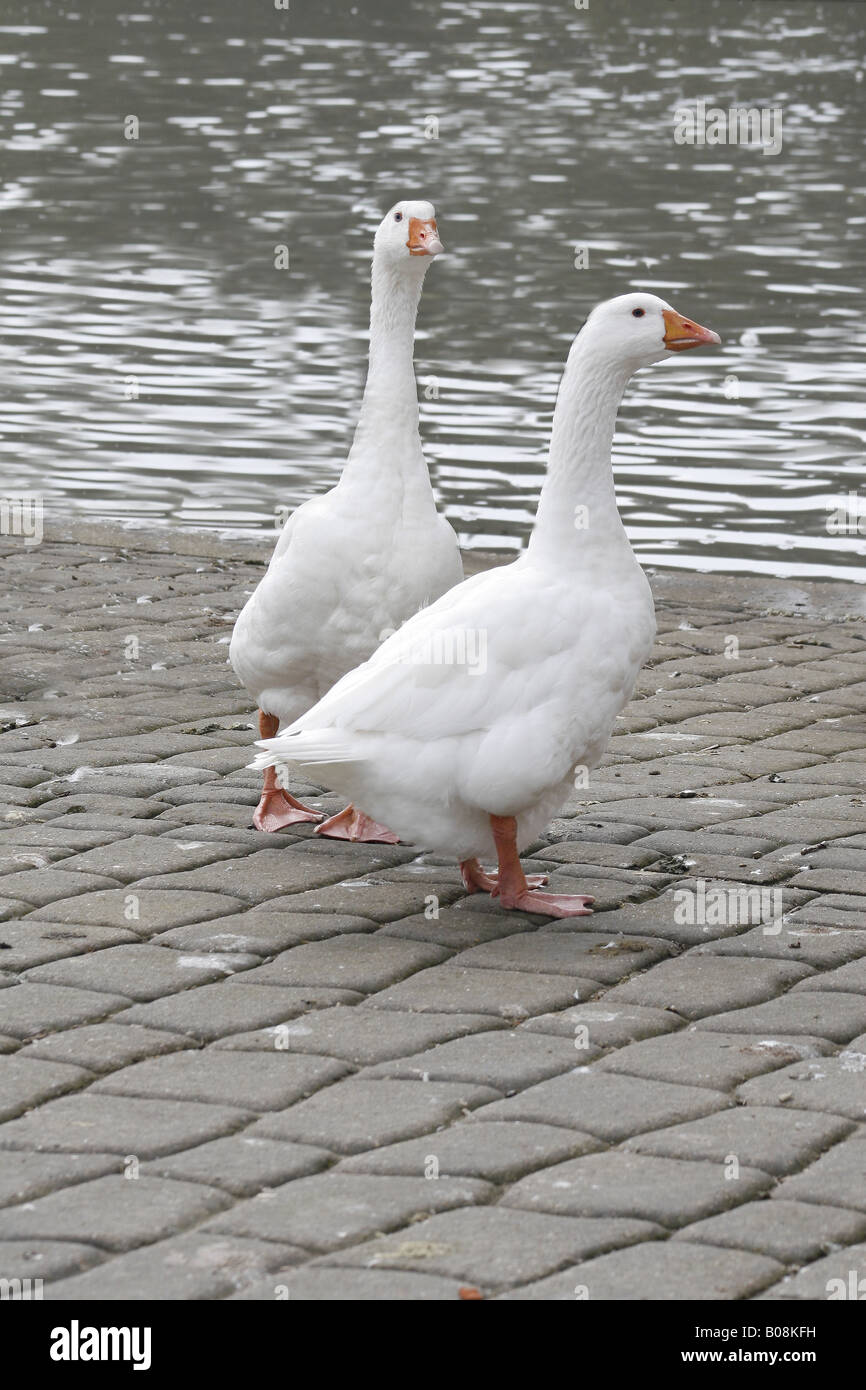 Embden Geese Stock Photos & Embden Geese Stock Images - Alamy