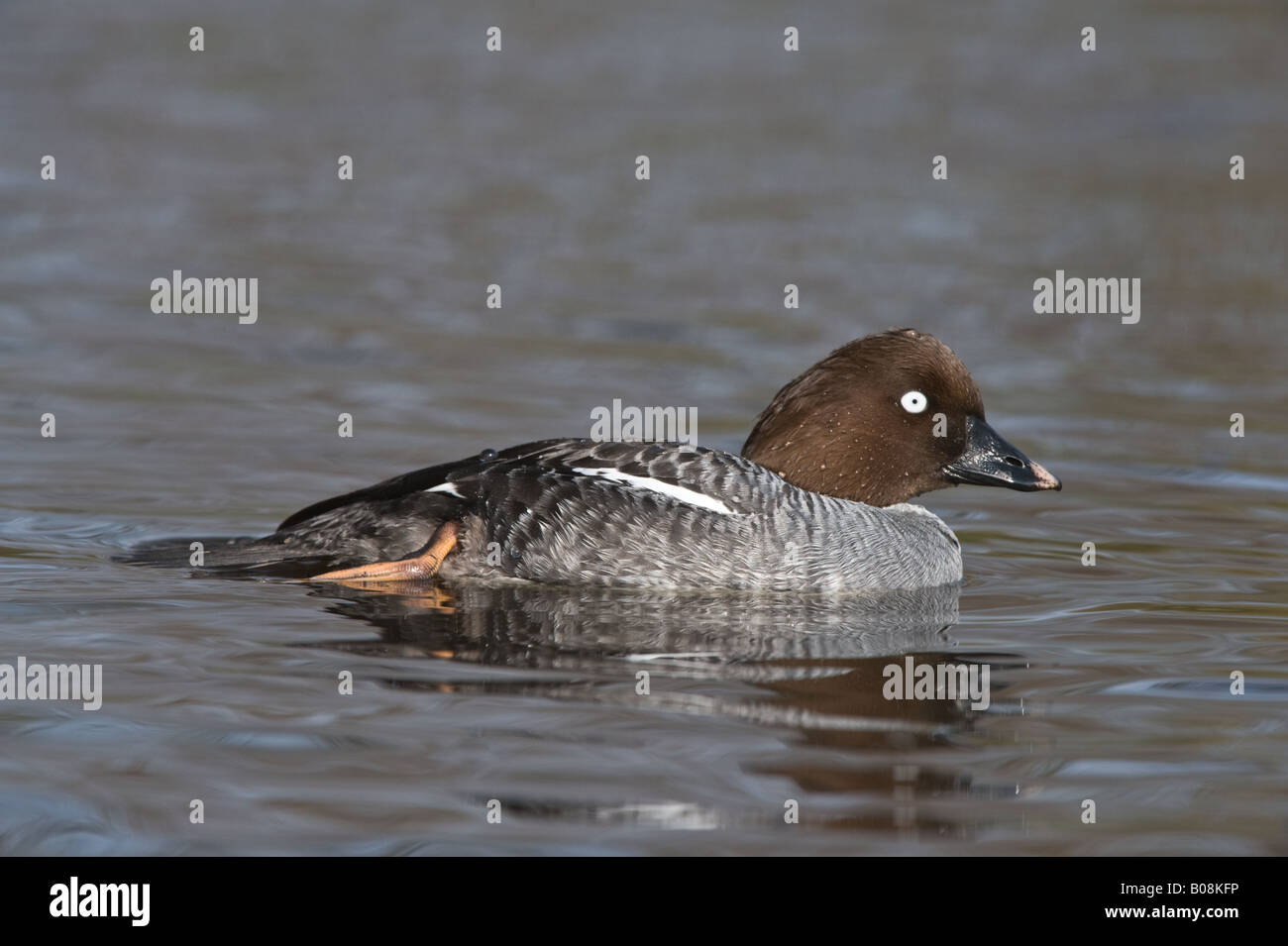 Common Goldeneye Bucephala clangula adult female on water Martin Mere ...