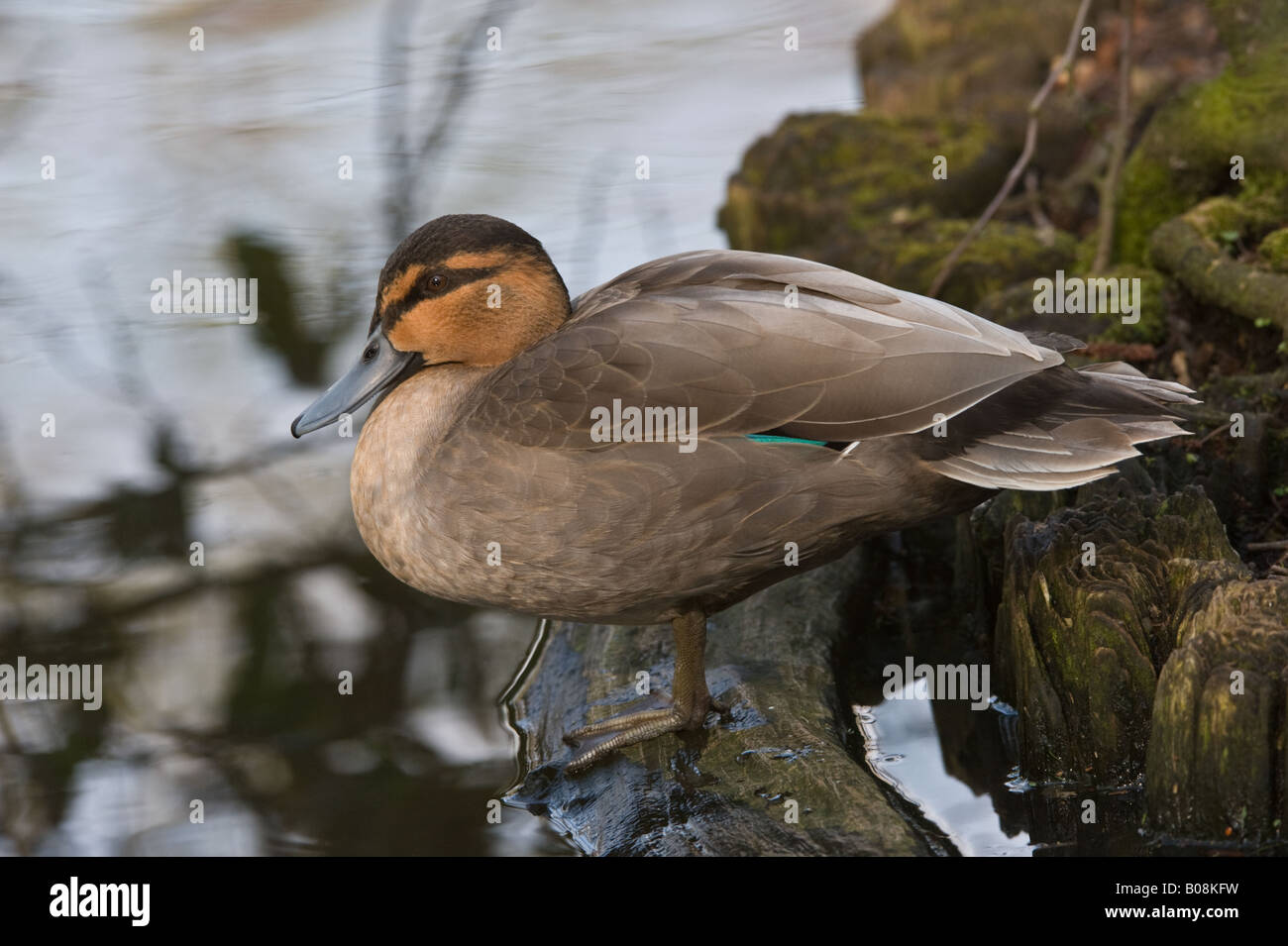 Philippine Duck Anas luzonica perched on log Martin Mere Wildfowl and ...