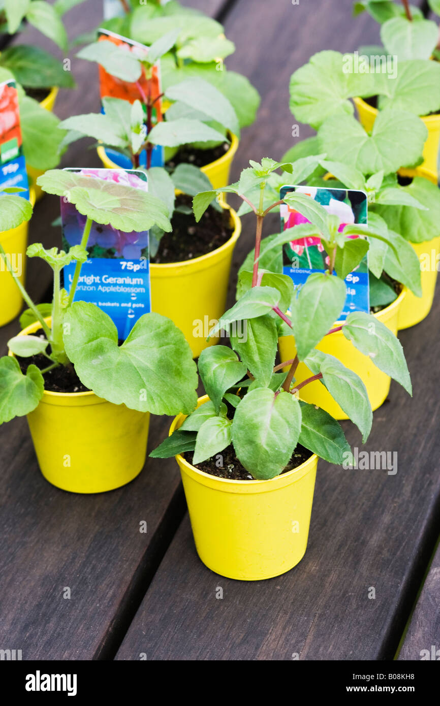 Plug plants flower hi-res stock photography and images - Alamy