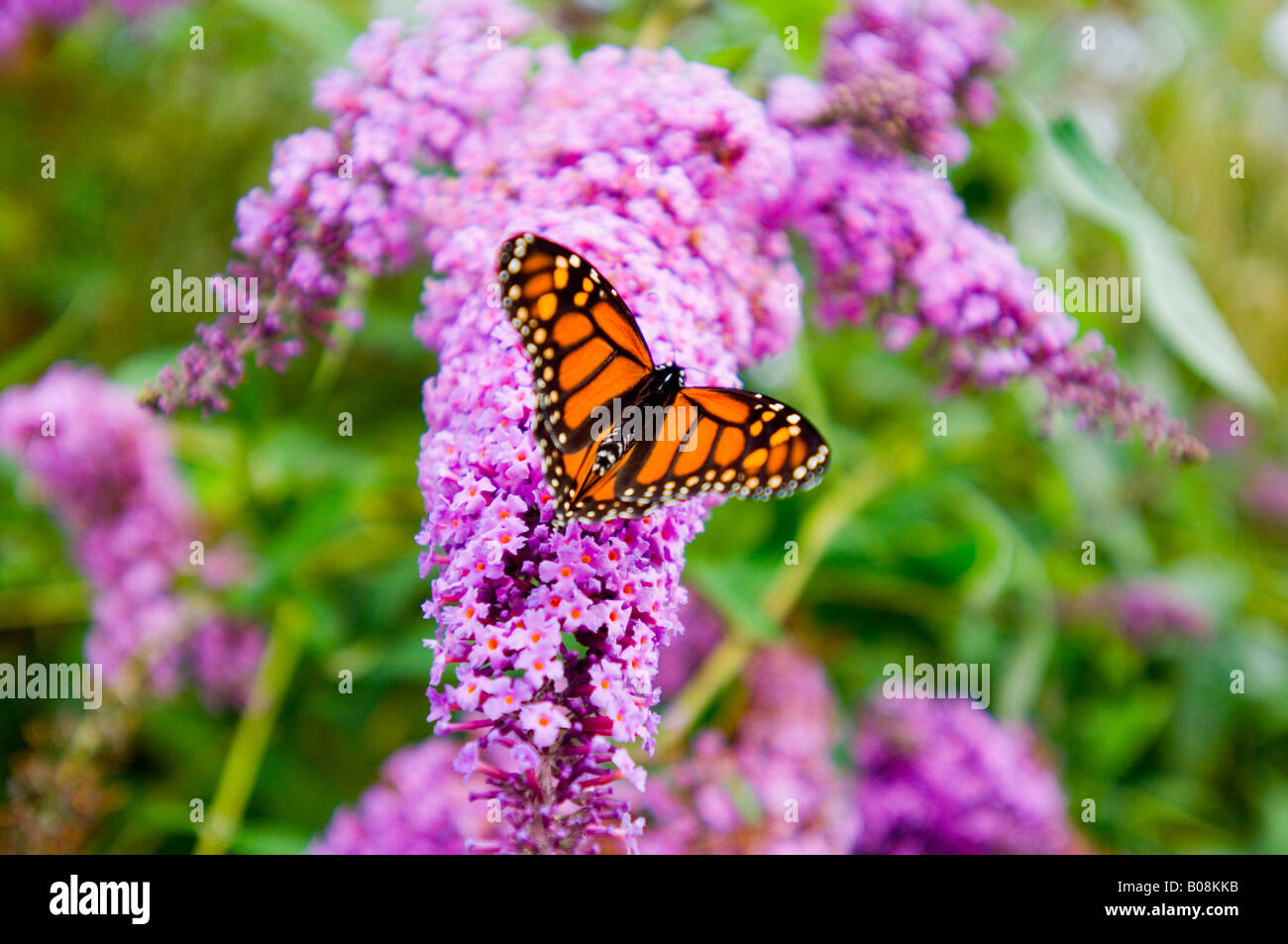 Monarch butterfly on a flower Stock Photo - Alamy