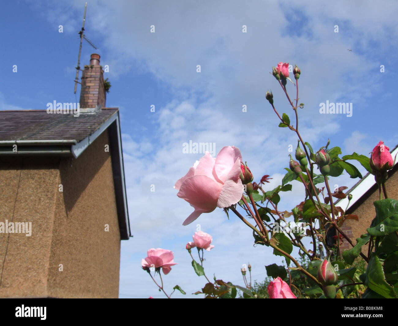 rose bush in garden on housing estate in wales Stock Photo - Alamy