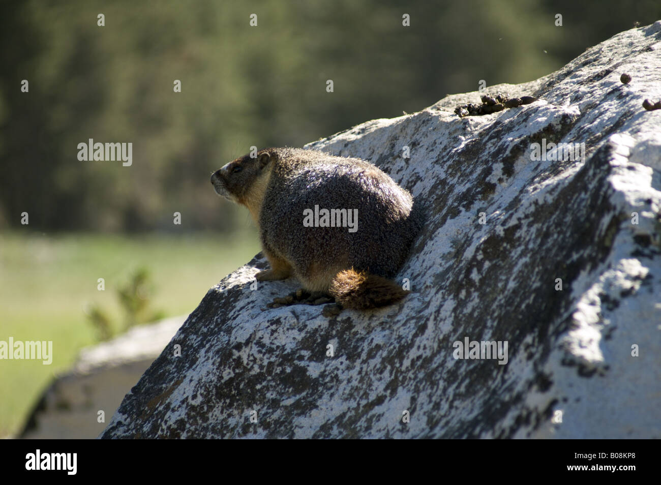 Yellow bellied marmot sitting on a rock Stock Photo - Alamy