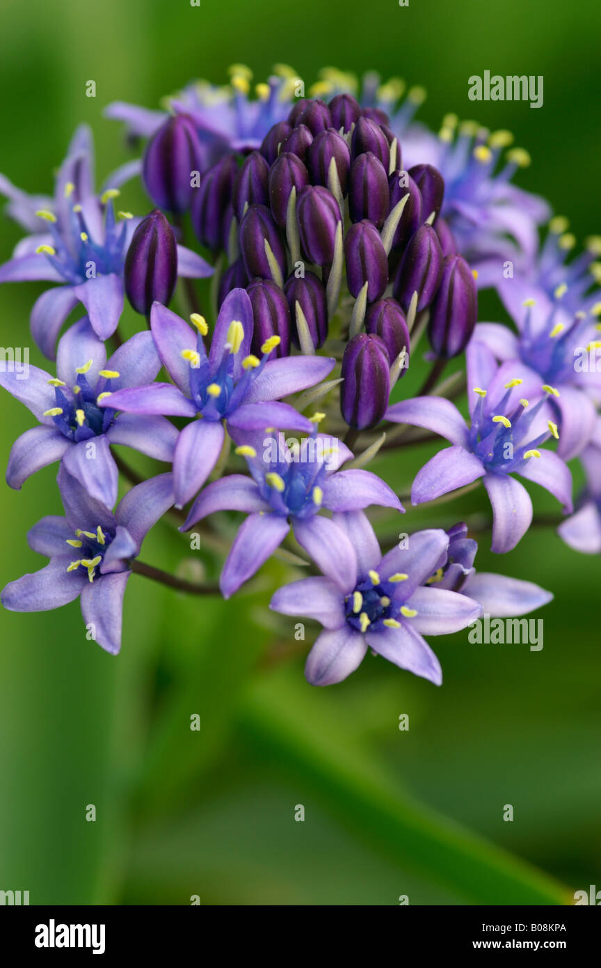 Scilla hi-res stock photography and images - Alamy